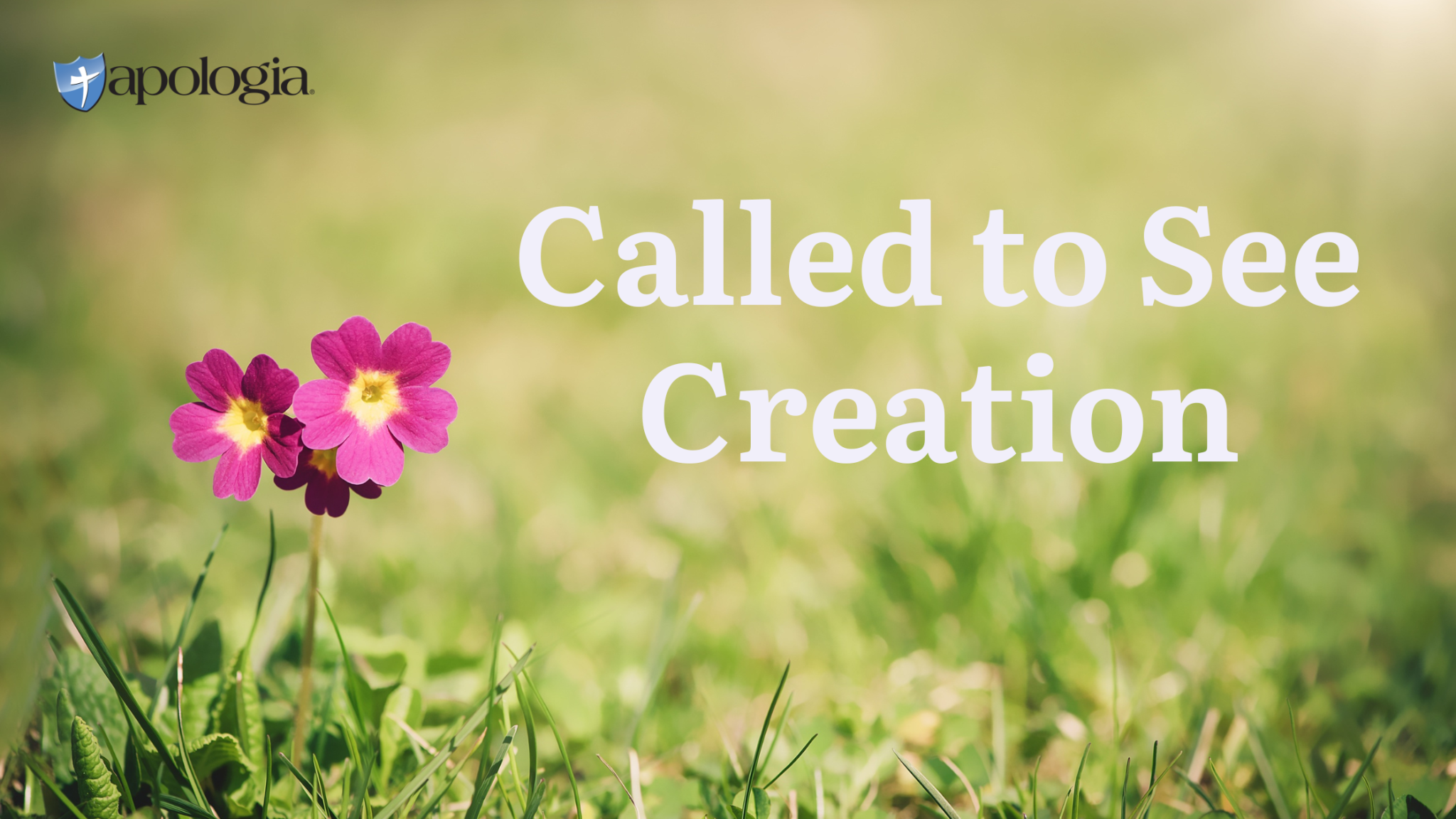 Called to See Creation - Apologia