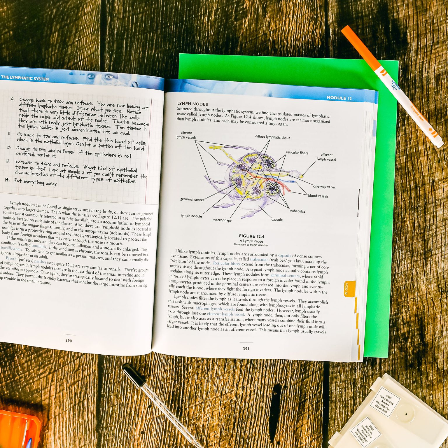 Advanced Biology Textbook - Apologia