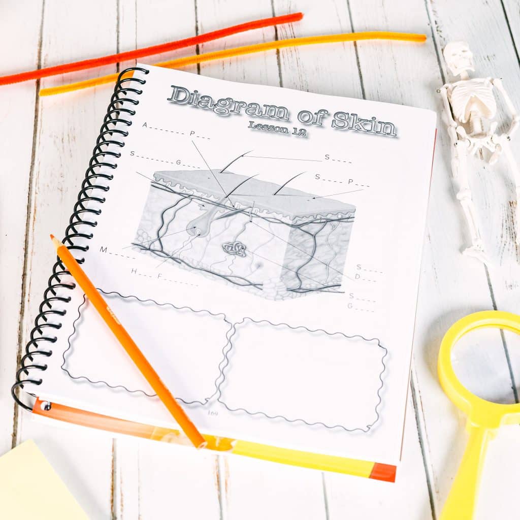 Anatomy Junior Notebooking Journal - Apologia