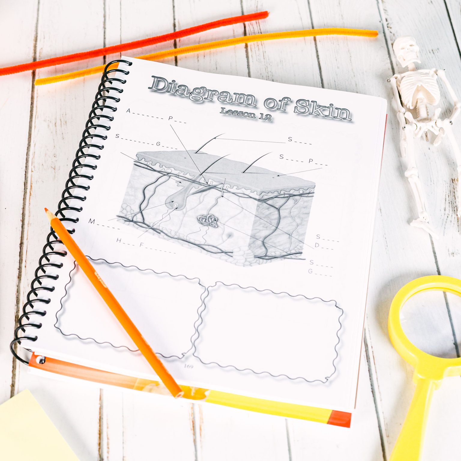 Anatomy Junior Notebooking Journal - Apologia