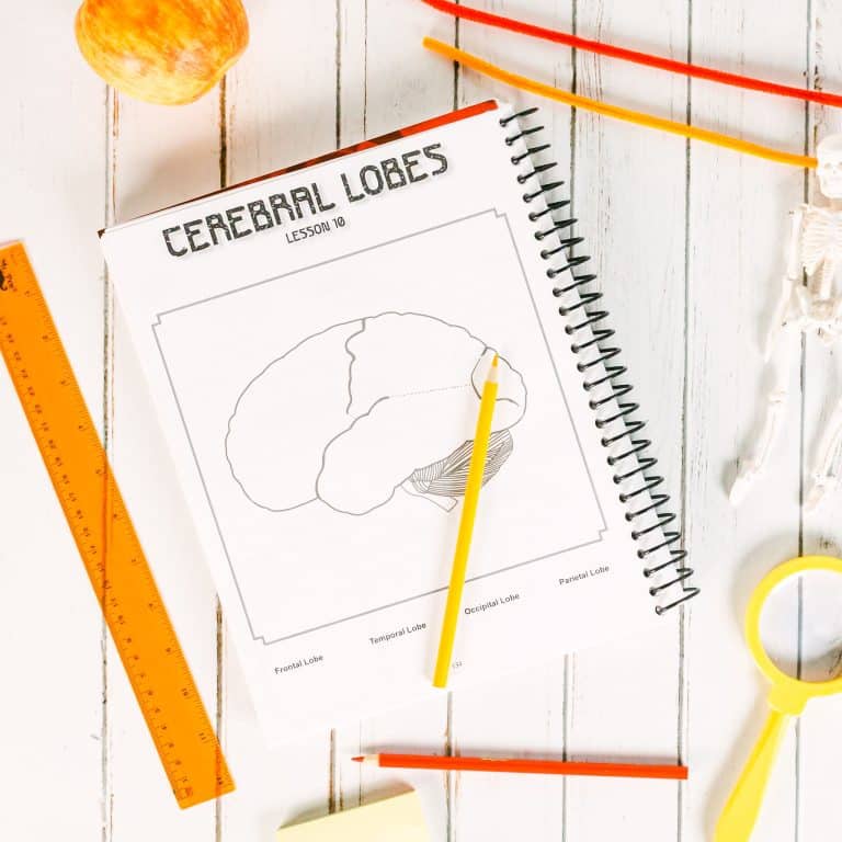 Anatomy Notebooking Journal - Apologia