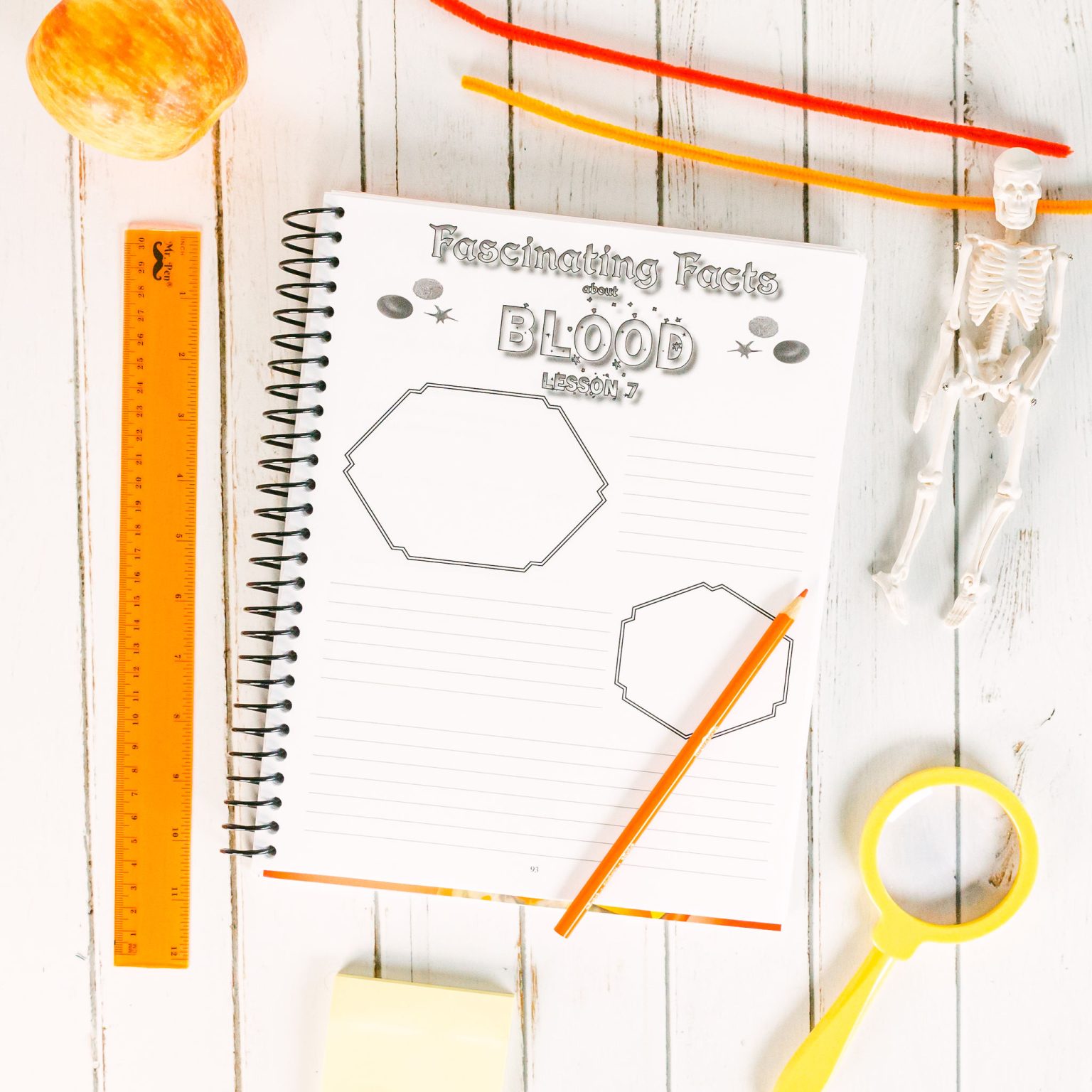 Anatomy Notebooking Journal - Apologia