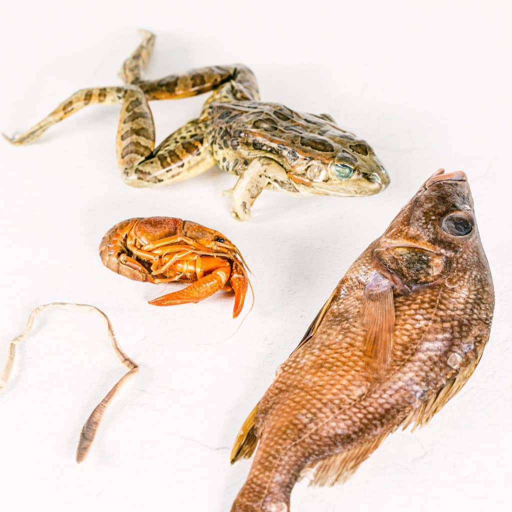 Biology Dissection Specimens Only - Apologia