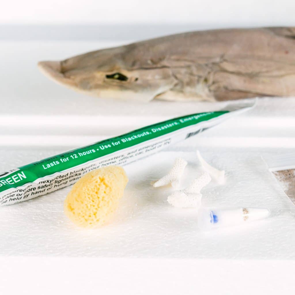 Marine Biology Dissection Set - Apologia