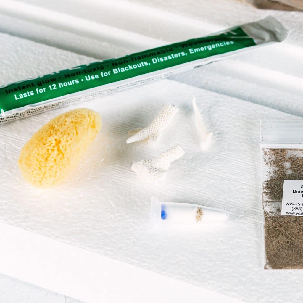 Marine Biology Dissection Set - Apologia