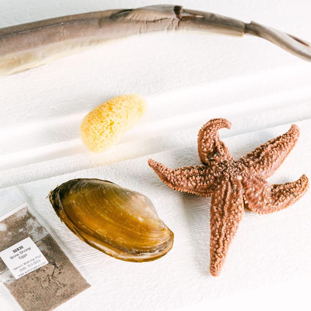 Marine Biology Dissection Set - Apologia