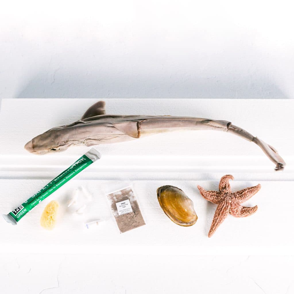 Marine Biology Dissection Set - Apologia