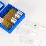 Marine Biology Prepared Slide Set - Apologia