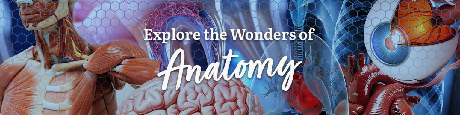 Anatomy: Homeschool Curriculum - Apologia