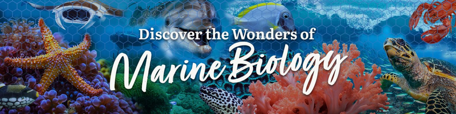 High School Marine Biology: Homeschool Curriculum - Apologia